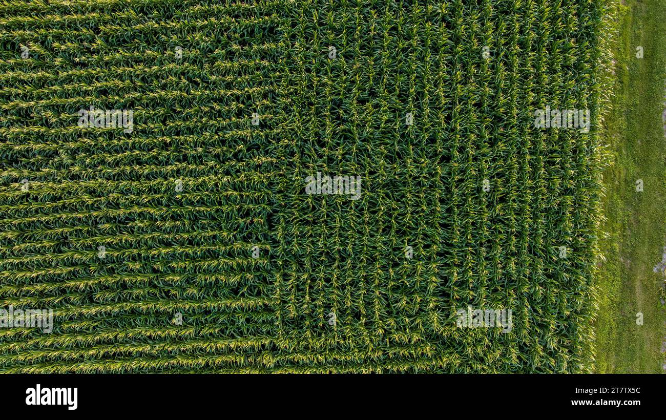 An Aerial Downward View of Green Corn Field in Perpendicular Rows to ...