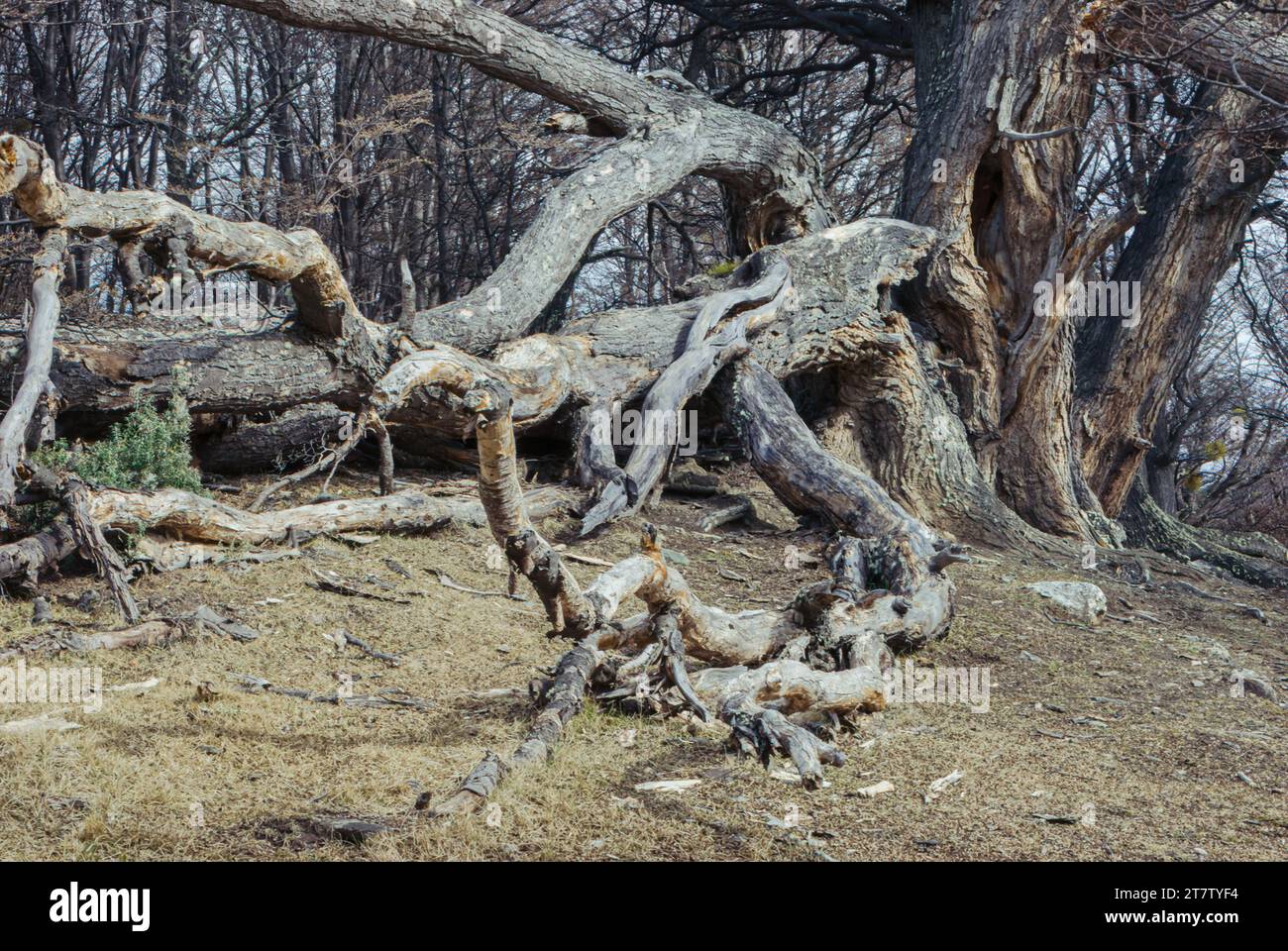 A tree with broken branches at Tierra del Fuego National Park, Ushuaia ...