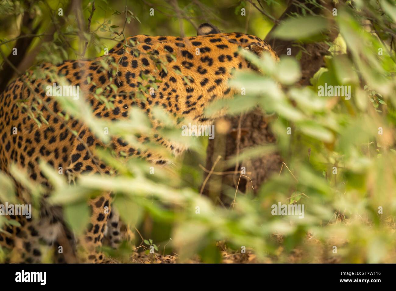 Leopard panna national park hi-res stock photography and images - Alamy