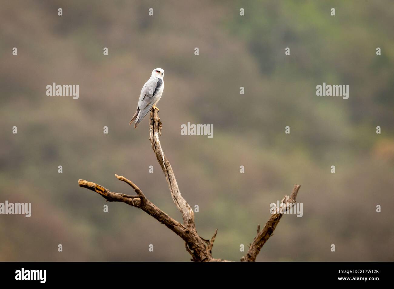 black winged shouldered kite or elanus caeruleus bird portrait or small ...