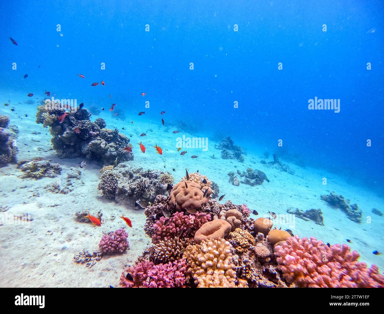 Underwater panoramic view of coral reef with shoal of Lyretail anthias ...