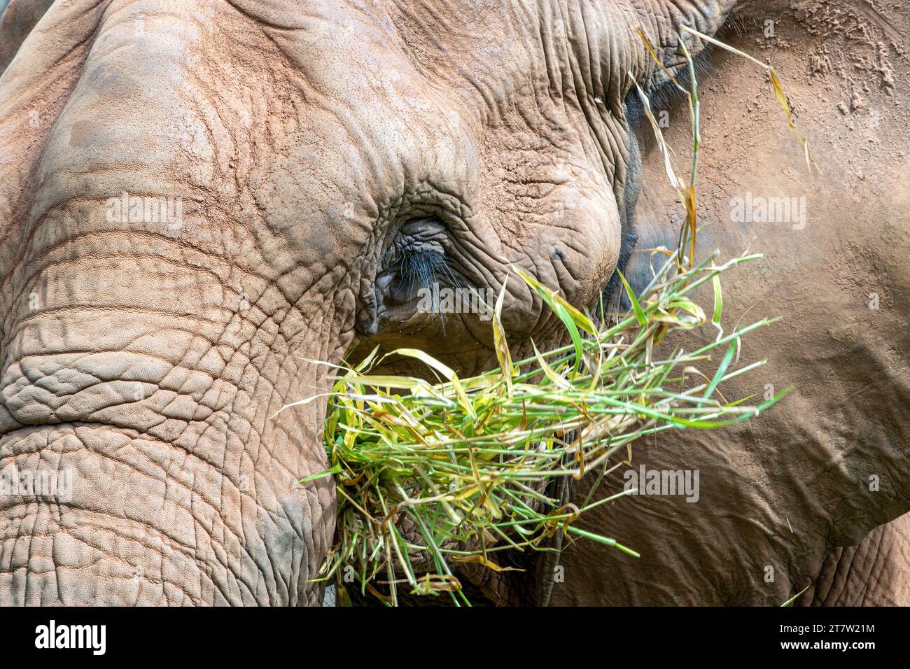 An Indian elephant eats green grass Stock Photo - Alamy