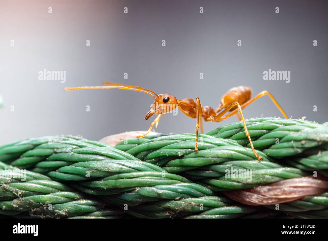 The Red Weaver ant walk on a rope Stock Photo - Alamy
