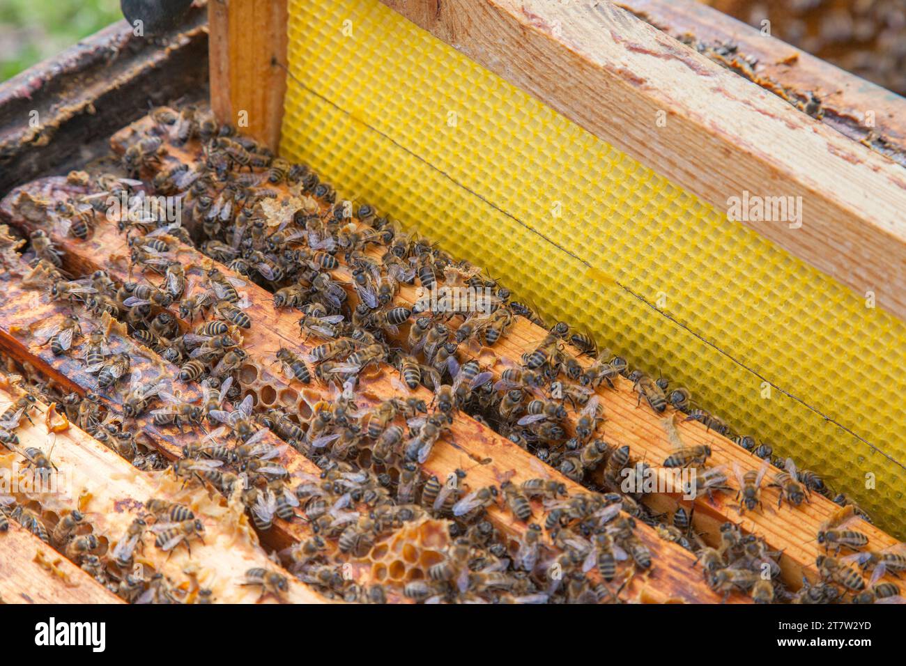 Frames of a beehive. Close up view of the opened hive body showing the ...