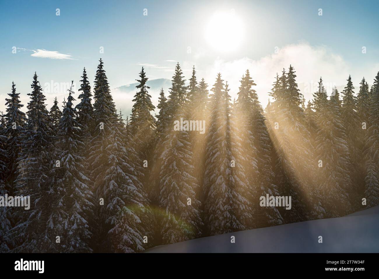 Snowy spruce branches in rays hi-res stock photography and images - Alamy