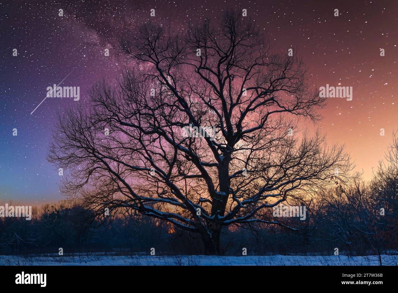 Magic oak hi-res stock photography and images - Alamy