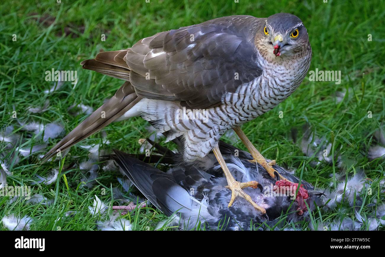 The Eurasian sparrowhawk, also known as the northern sparrowhawk or ...