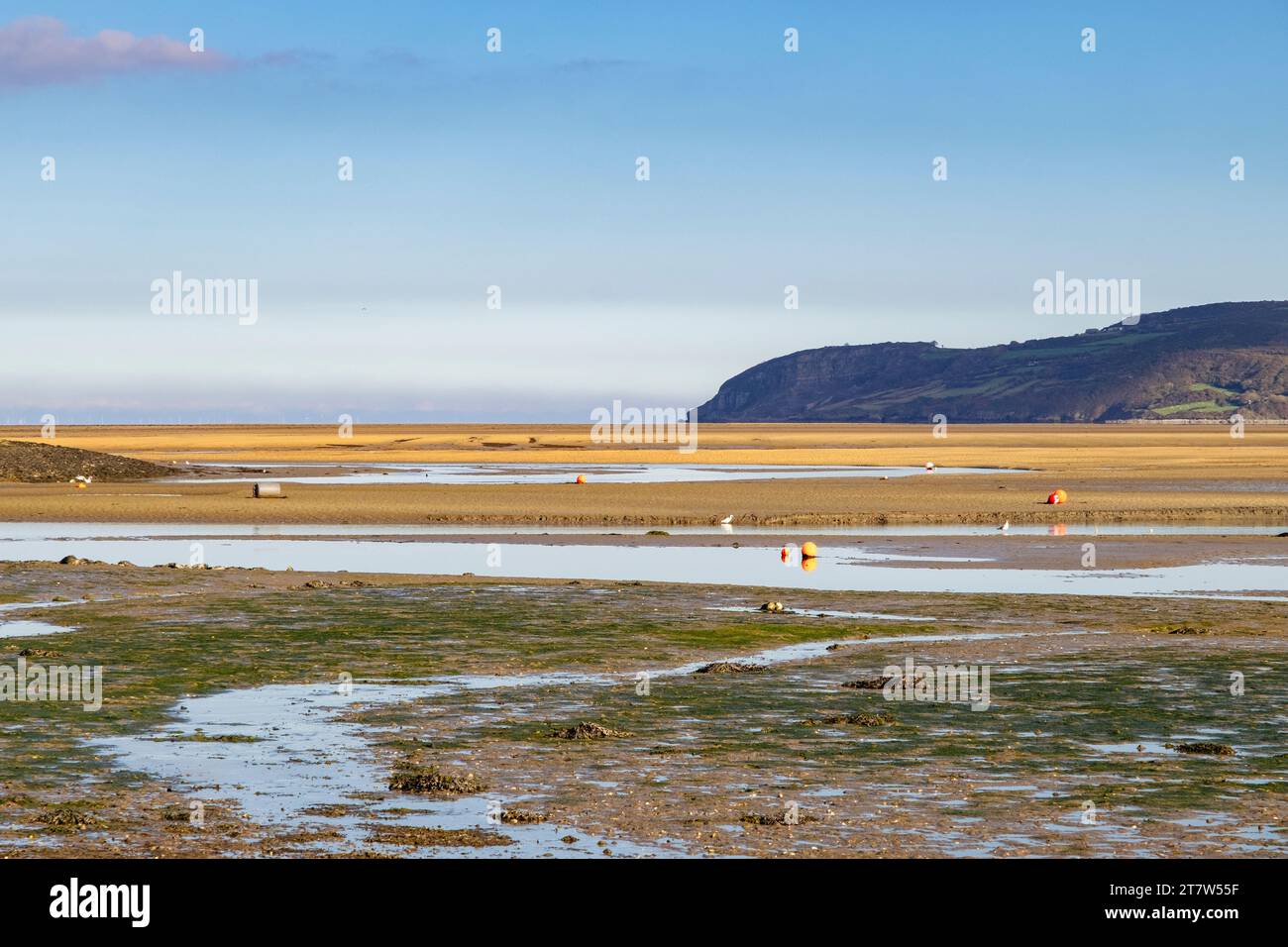 North wales coastal birds hi-res stock photography and images - Alamy