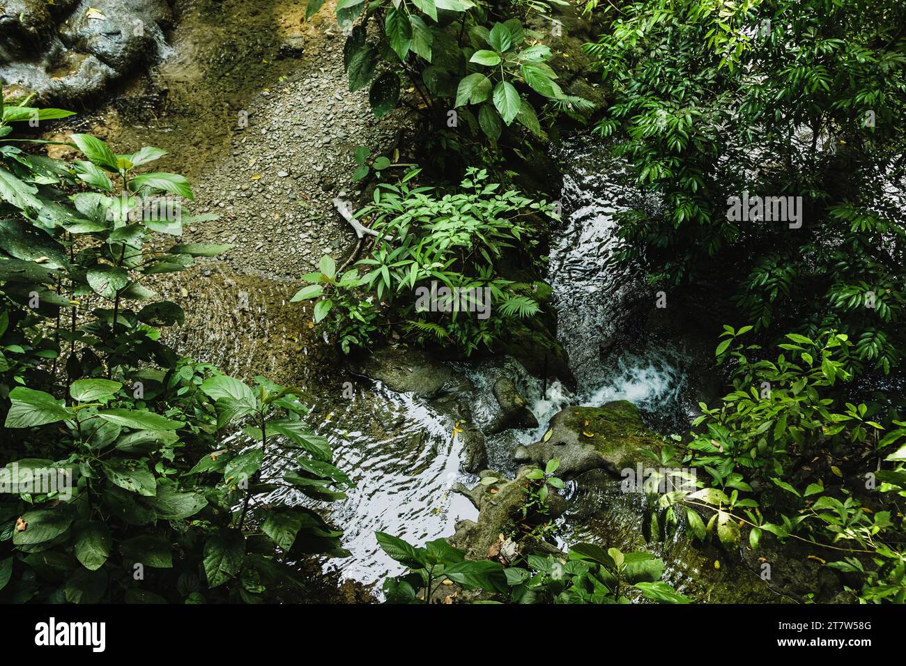 Shallow clear river in the deep jungle Stock Photo - Alamy