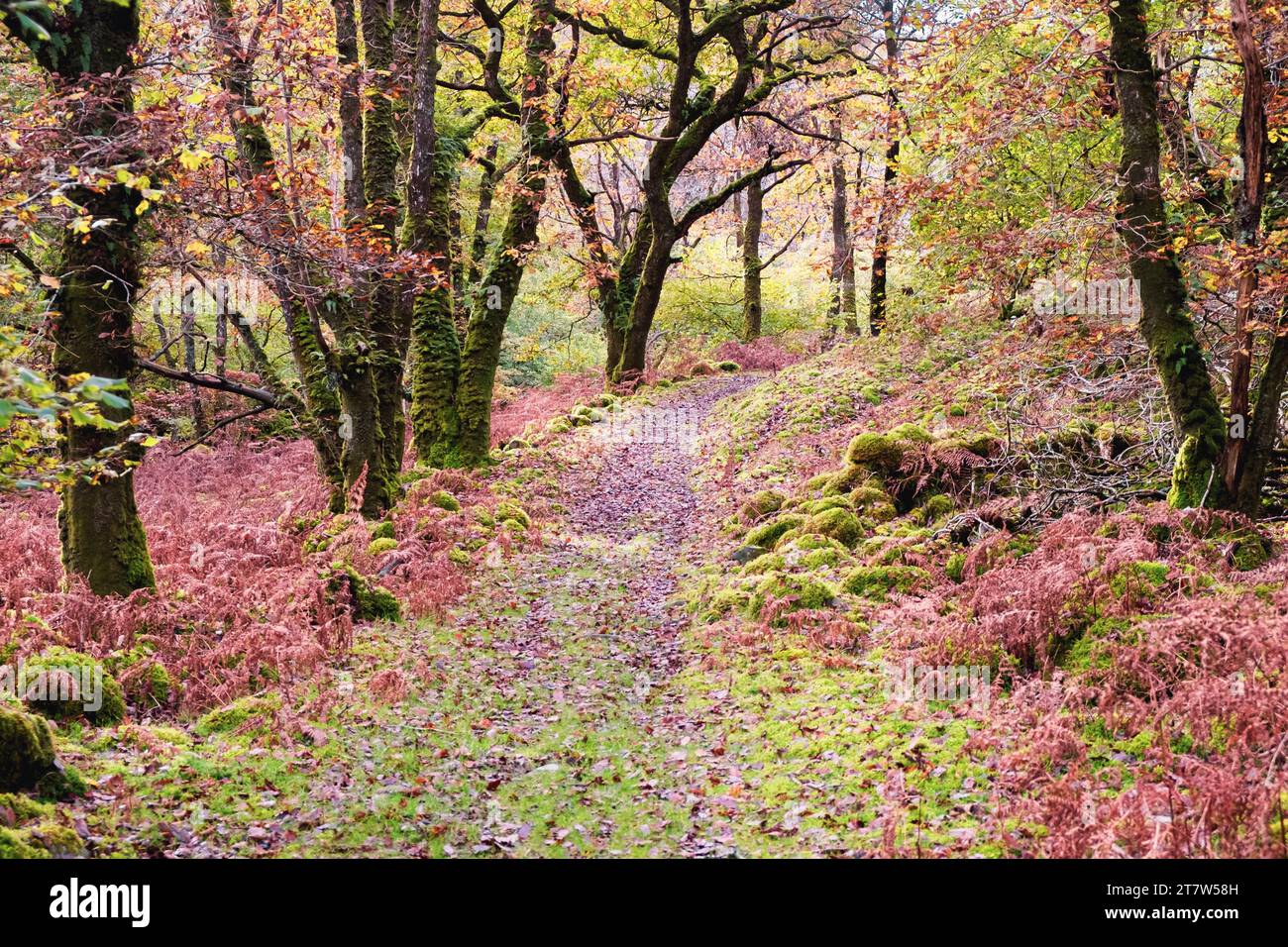 Llennyrch celtic rainforest hi-res stock photography and images - Alamy
