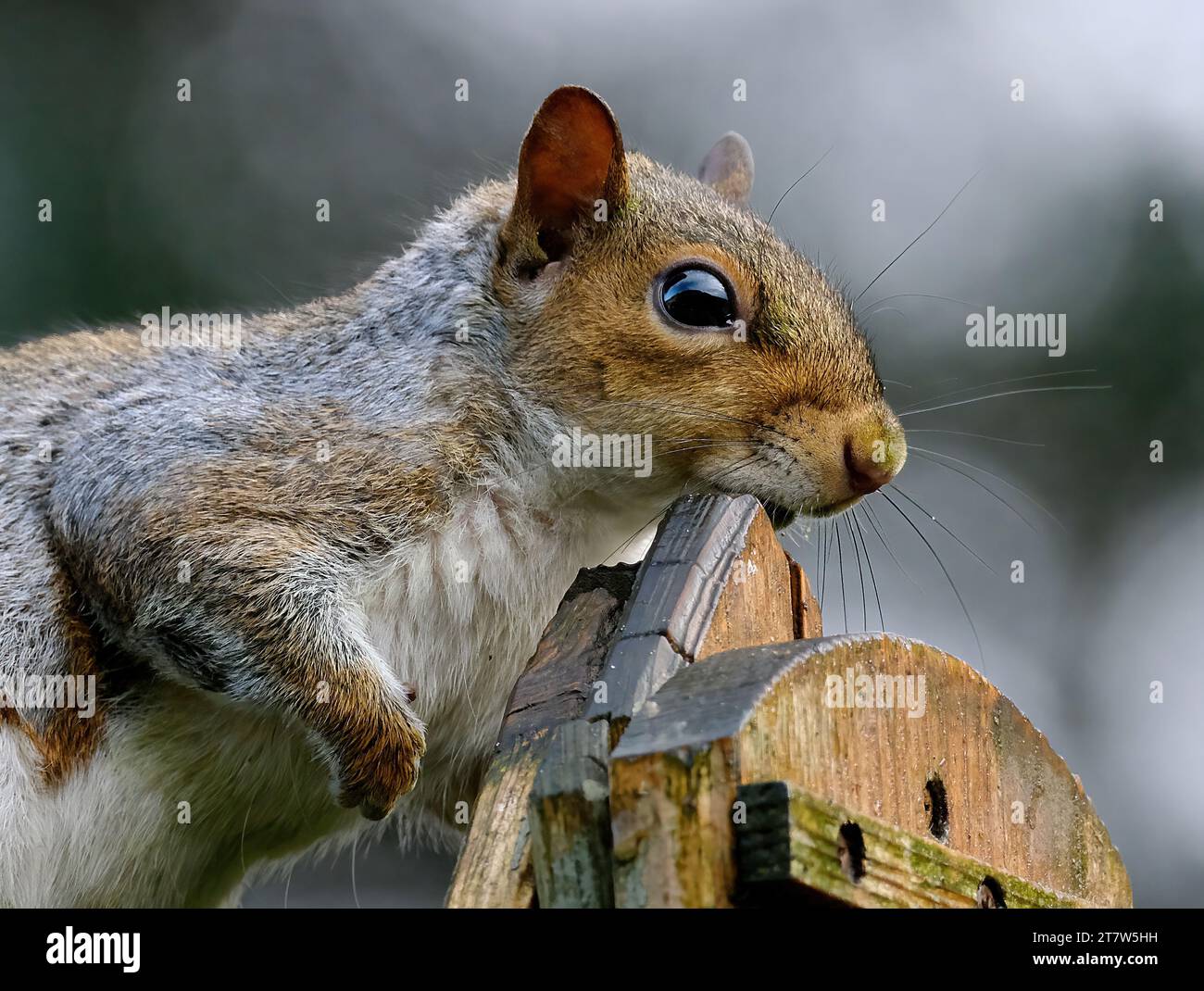 The eastern gray squirrel, also known, particularly outside of North ...