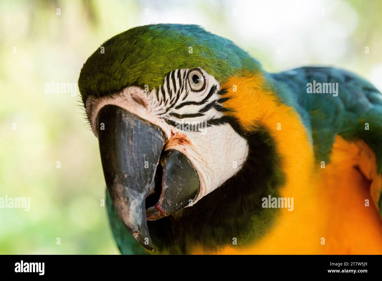 Blue-and-yellow macaw parrot in the jungle Stock Photo - Alamy