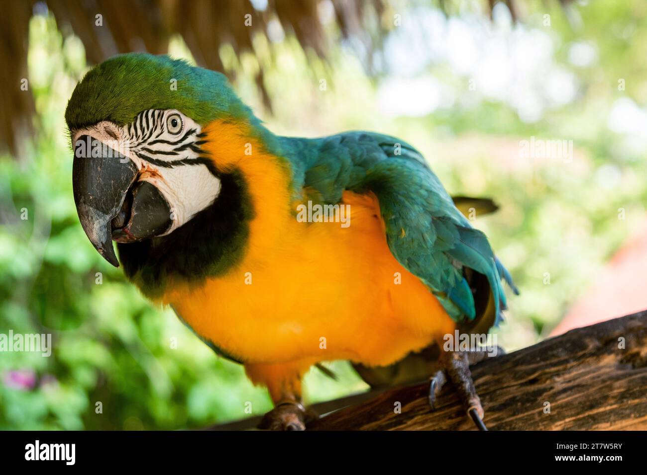 Blue-and-yellow macaw parrot in the jungle Stock Photo - Alamy