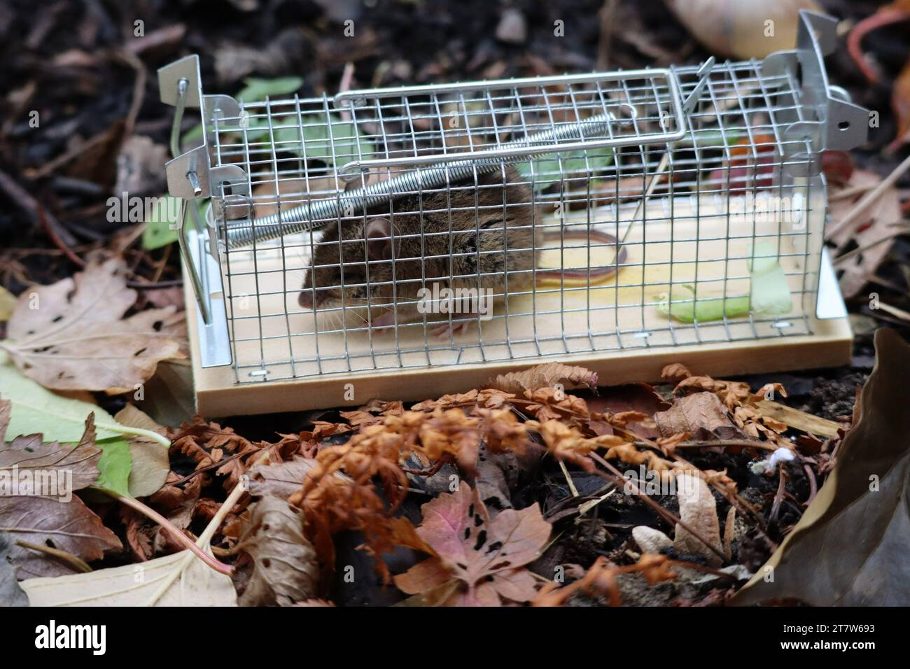 Live mouse in trap hi-res stock photography and images - Alamy