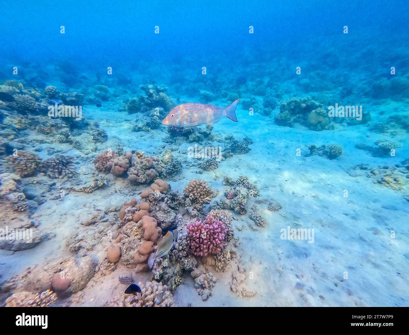 Tropical Spangled Emperor fish known as Lethrinus Nebulosus underwater ...