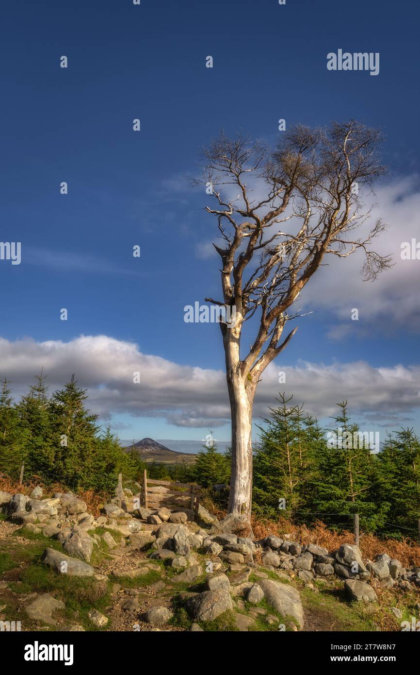 Hiking in Wicklow Mountains. Large old wither tree and forest in autumn ...