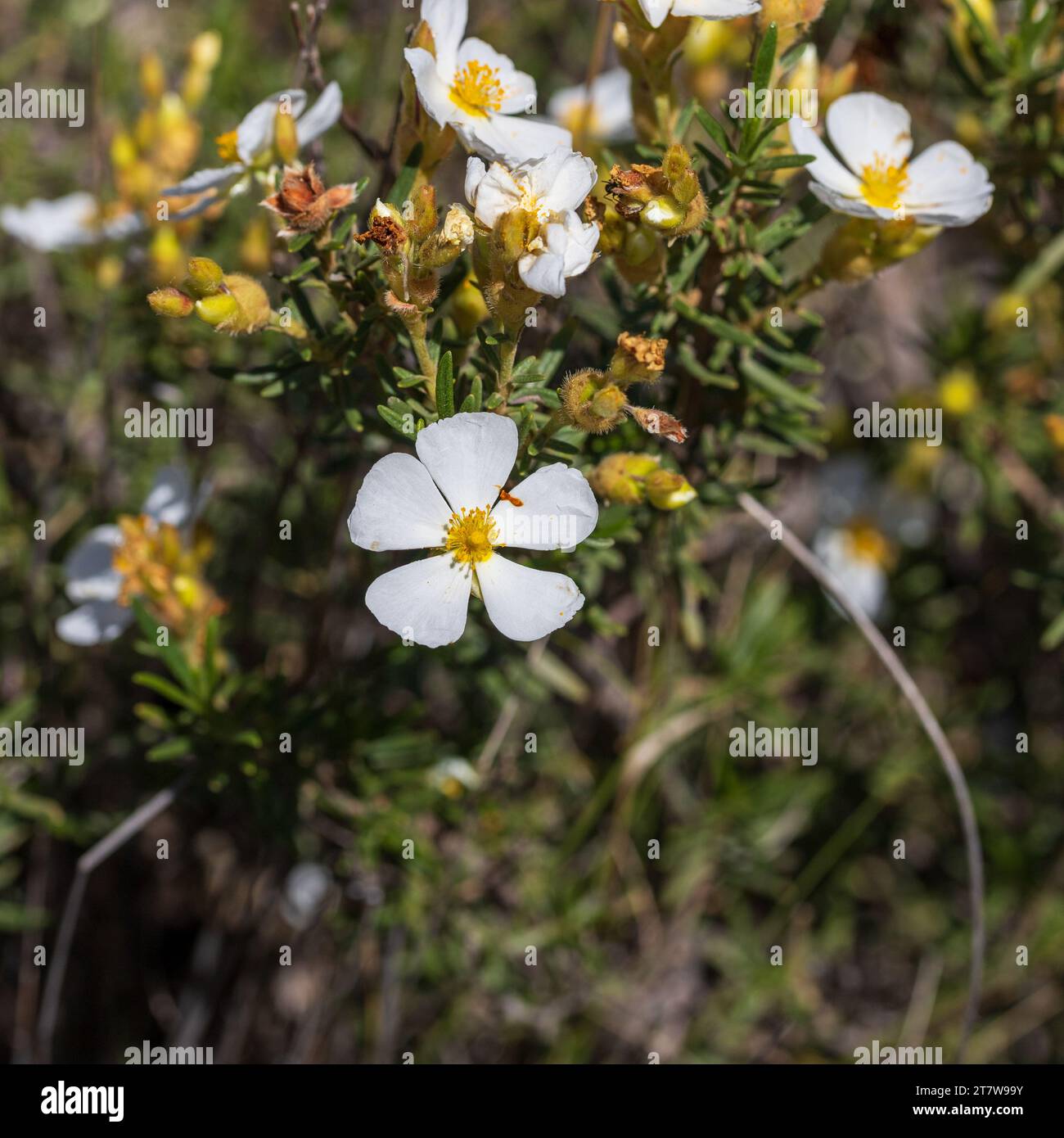 Leucocistus hi-res stock photography and images - Alamy