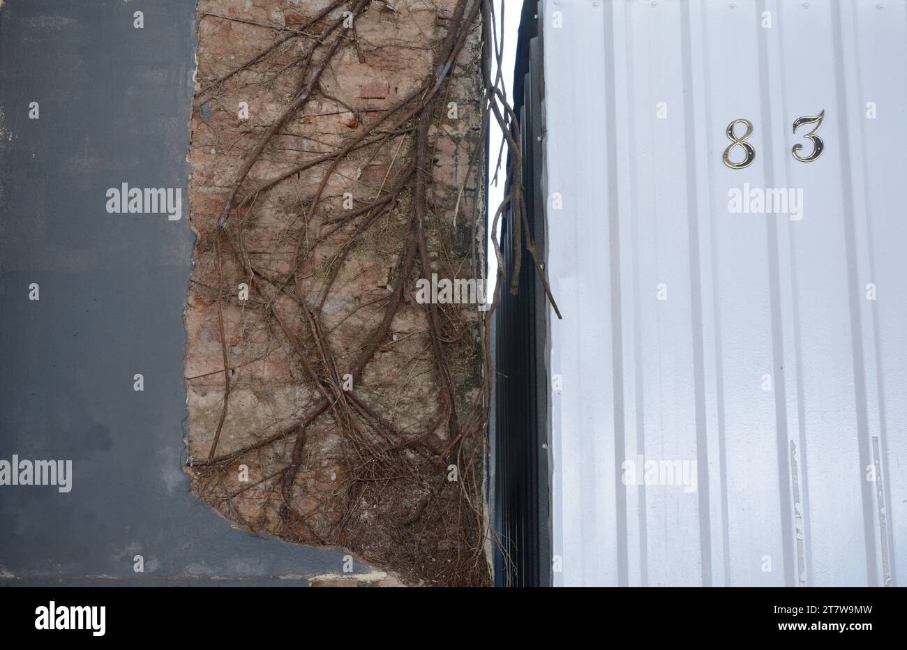 Peeling masonry wall showing tree root rooted in wall next to iron door ...