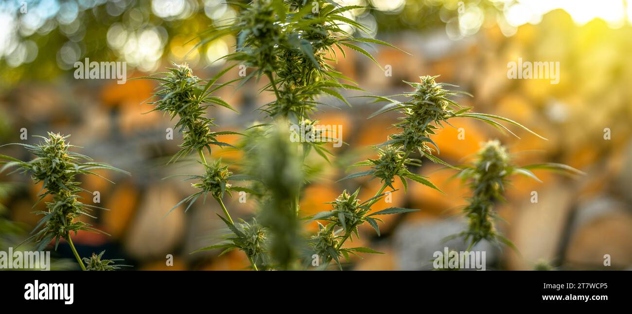 Cannabis plant in the final stage of flowering outdoors. Marijuana buds ...