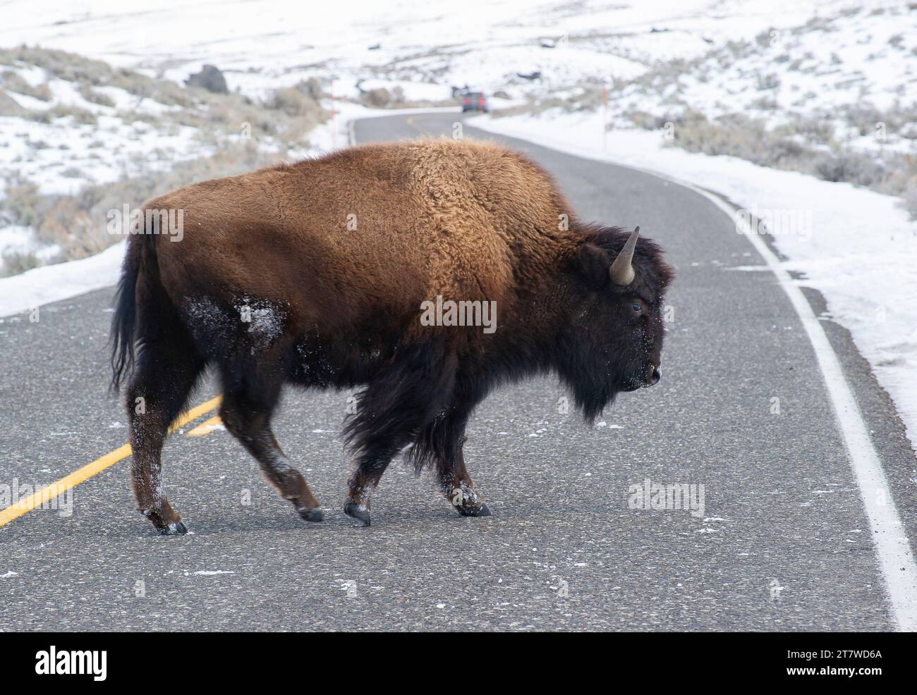 Bison crossing road hi-res stock photography and images - Alamy