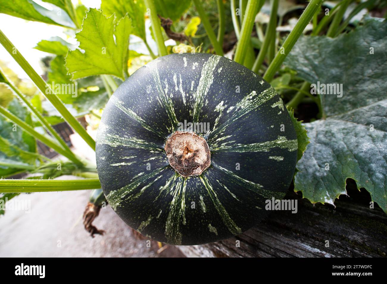 A Growing vegetable marrow, a marrow is the mature fruit of certain ...