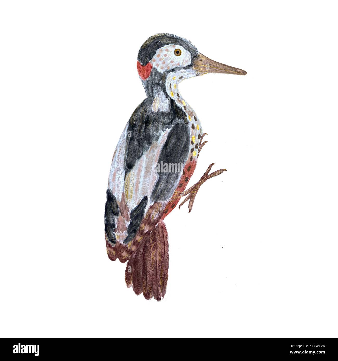 Hand-painted watercolor woodpecker isolated on white Stock Photo - Alamy