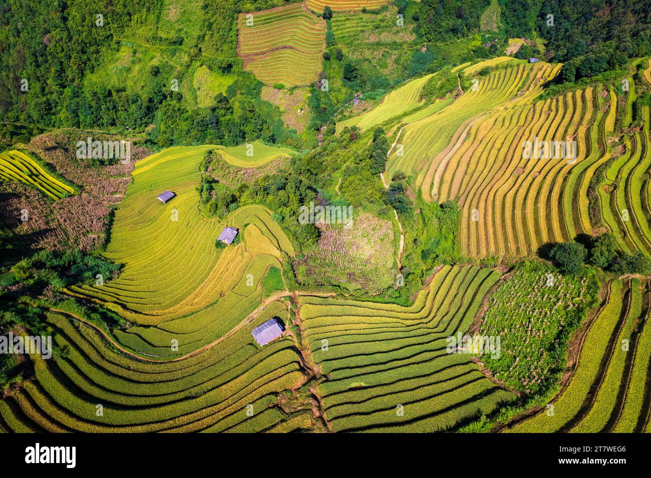Aerial view of rice terrace field of La Pan Tan near Sapa, Vietnam ...