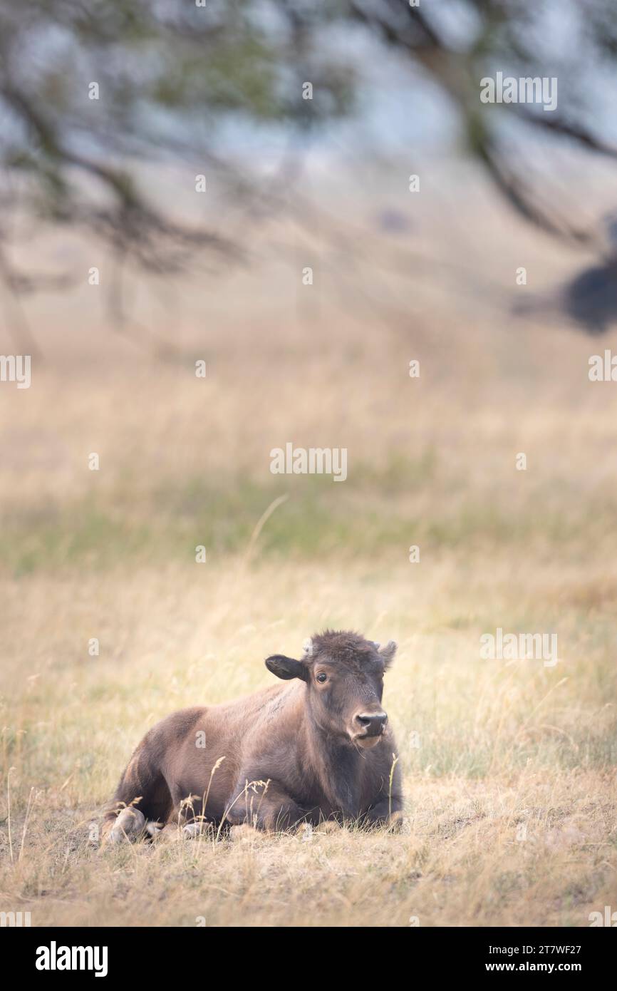 American buffalo laying in hi-res stock photography and images - Alamy