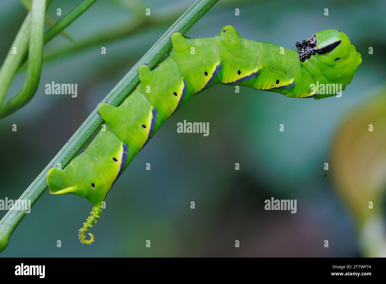 Acherontia lachesis carterpillar, the death's head hawkmoth Stock Photo ...