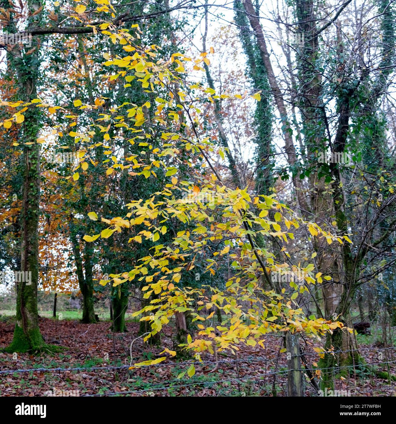 Beech tree sapling hi-res stock photography and images - Alamy