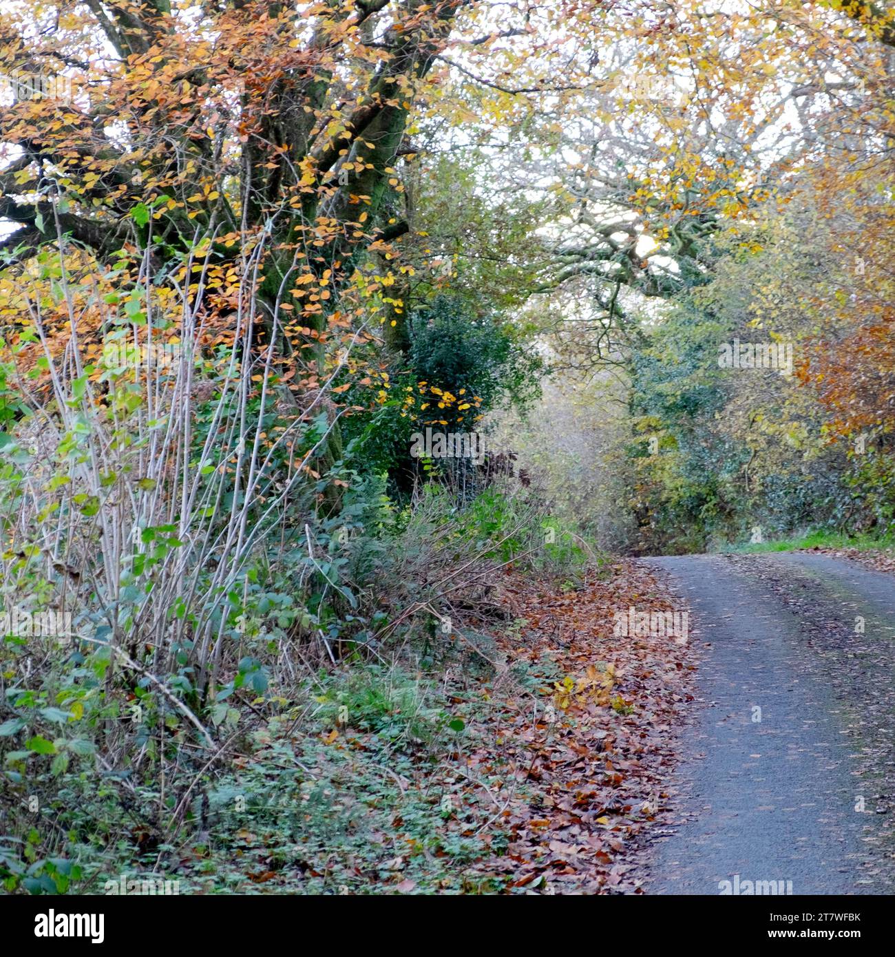 Lane with trees hi-res stock photography and images - Alamy