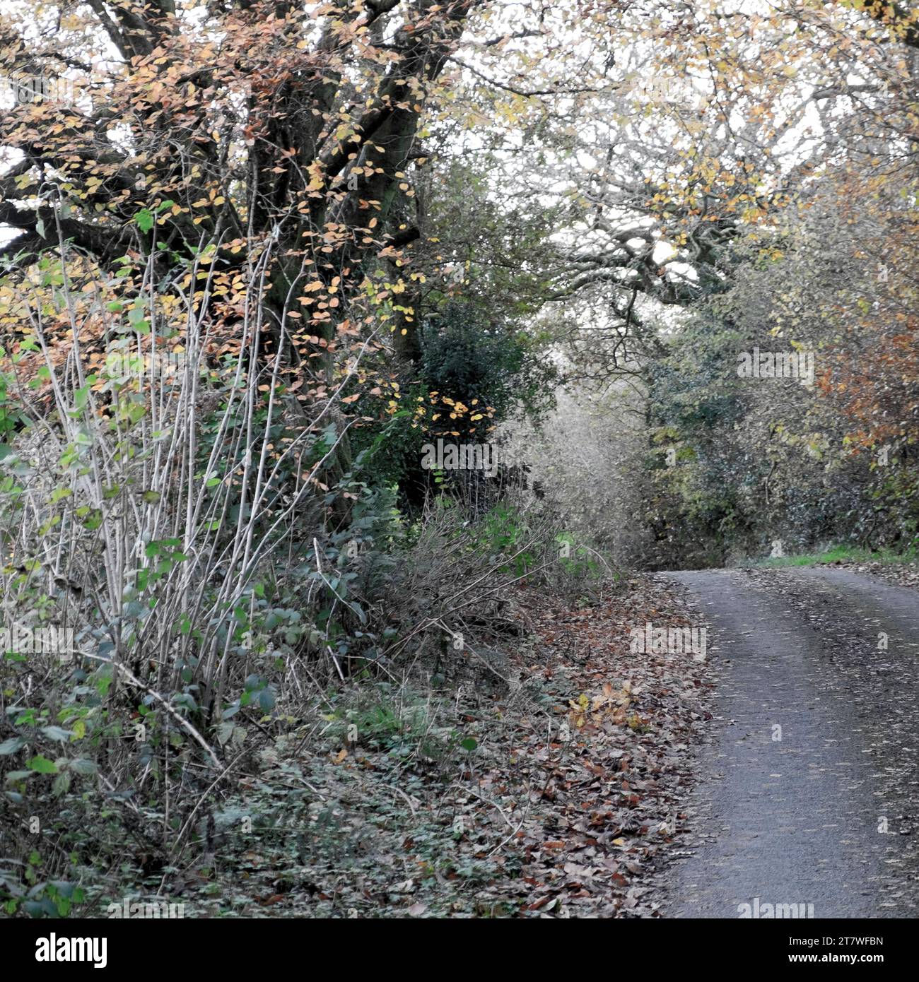 View of trees on country lane road with leaves along roadside ...