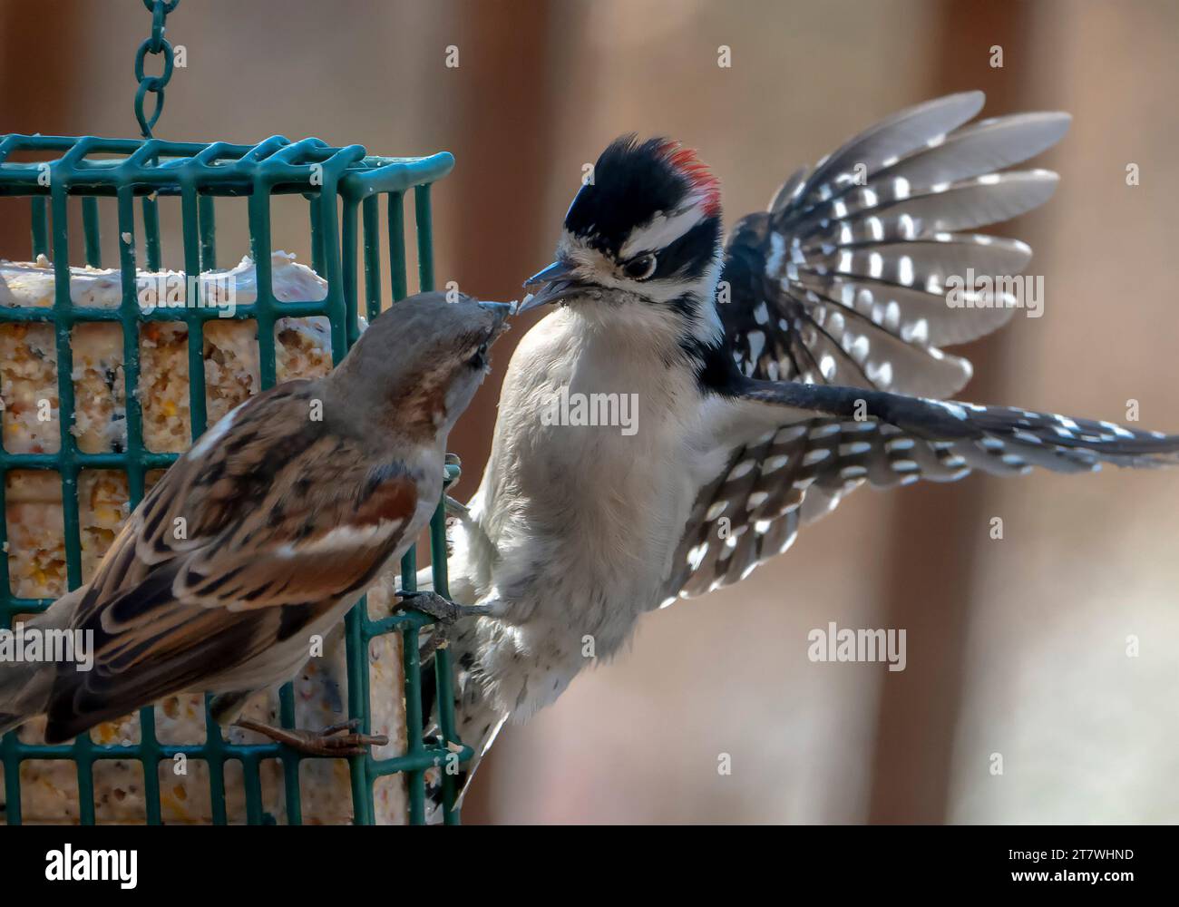 Birds in conflict, Sparrow and Woodpecker battle over food Stock Photo ...