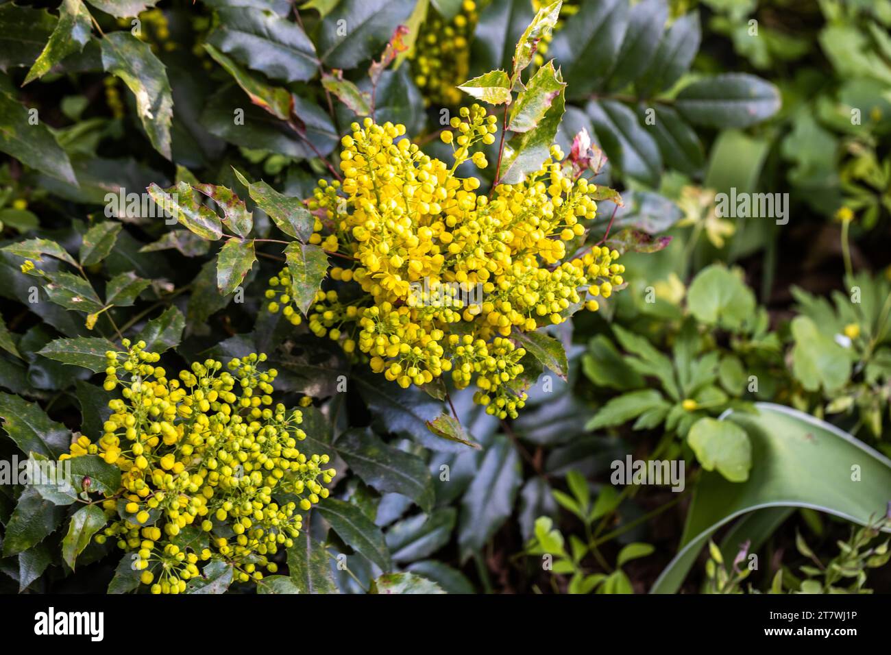 Mahonia aquifolium. Bright yellow flowers of a mahonia japonica bush ...