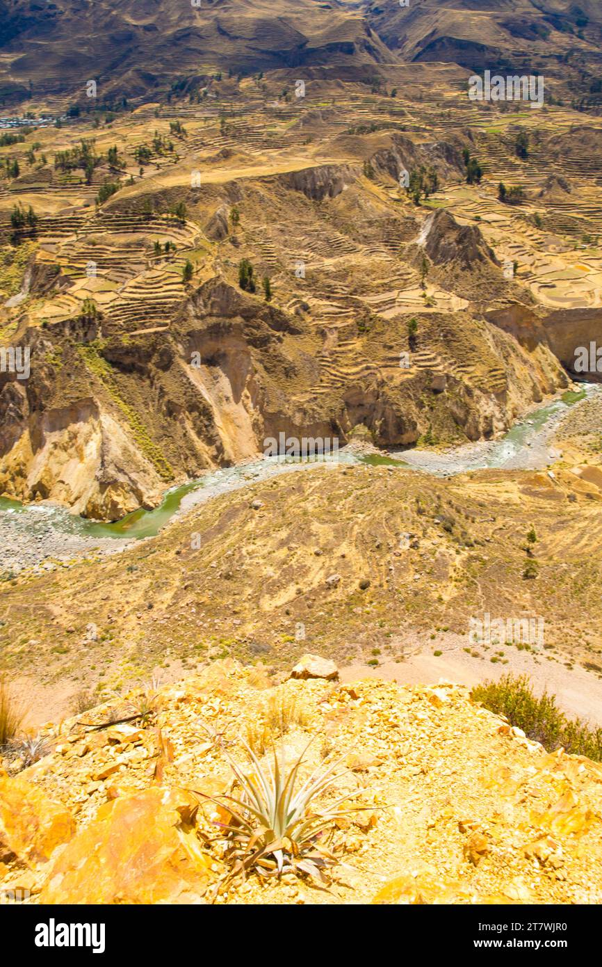 Colca Canyon, Peru,South America. Incas to build Farming terraces with ...
