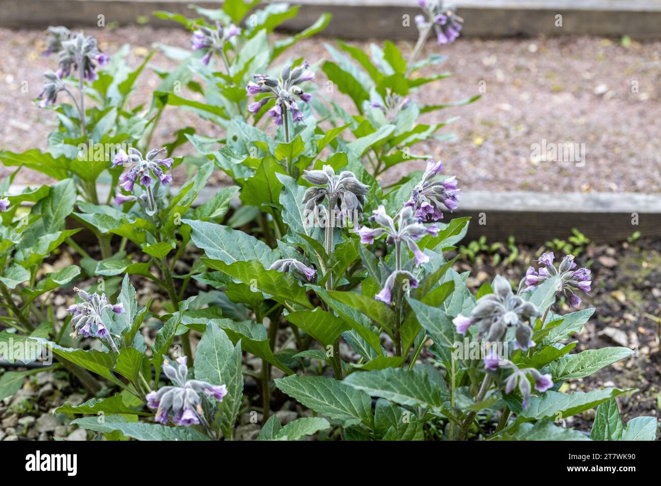 Borago officinalis. Borage also known as a starflower Stock Photo - Alamy