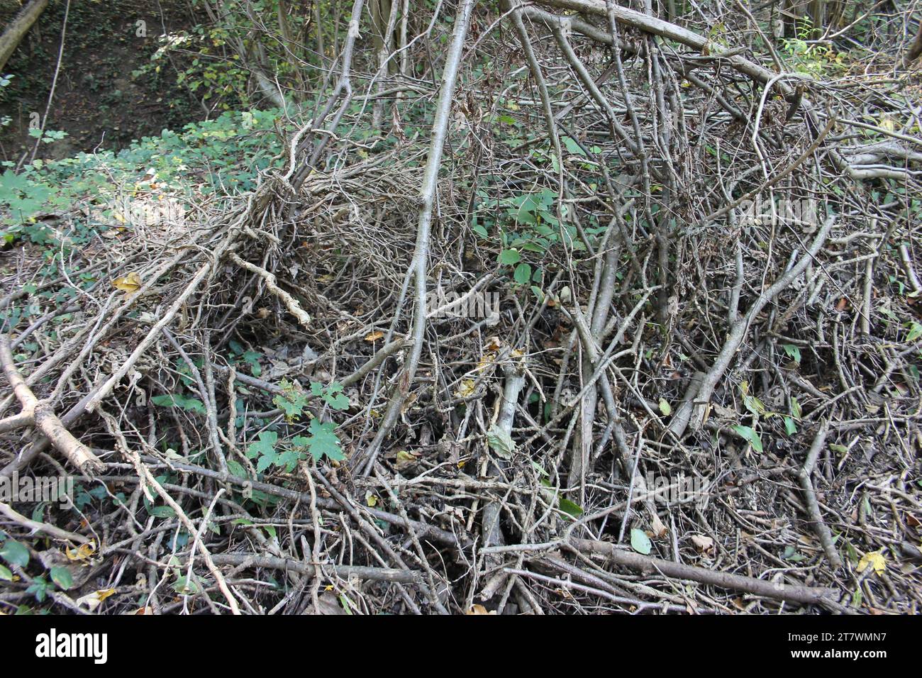 A pile of twigs in the wood Stock Photo - Alamy