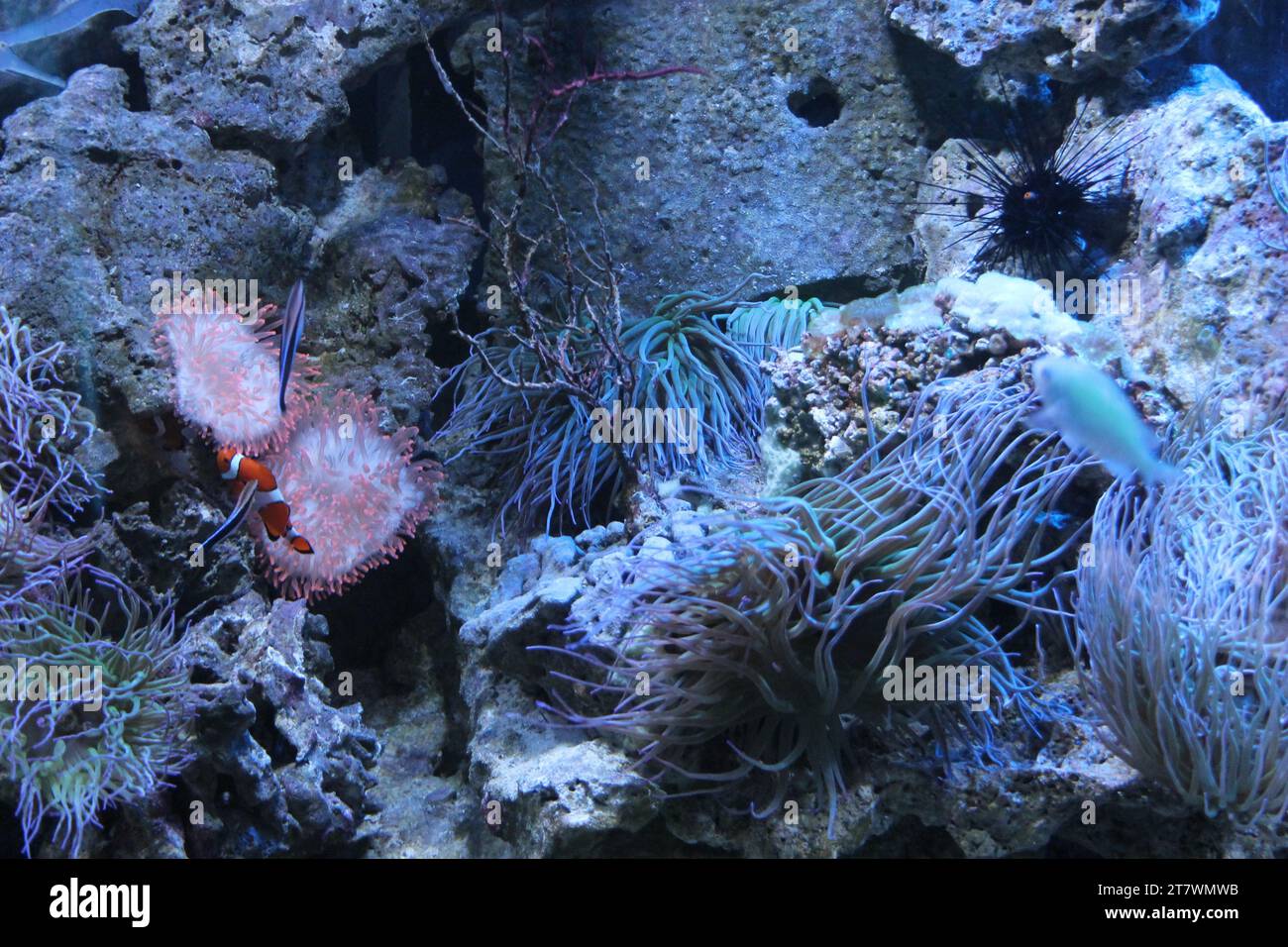 Lost in an aquarium hi-res stock photography and images - Alamy