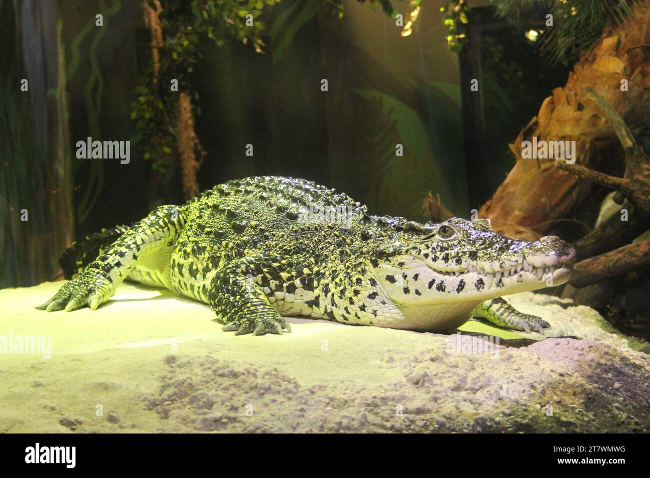 Spotty crocodile hi-res stock photography and images - Alamy