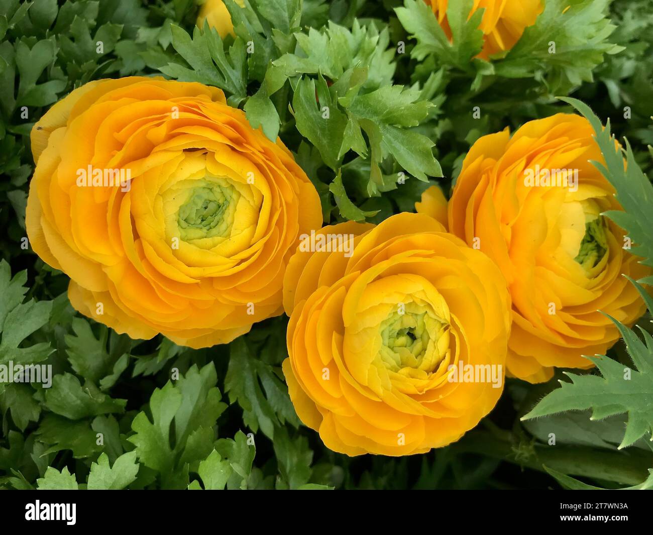 A vibrant floral display of yellow Persian buttercup flowers Stock ...