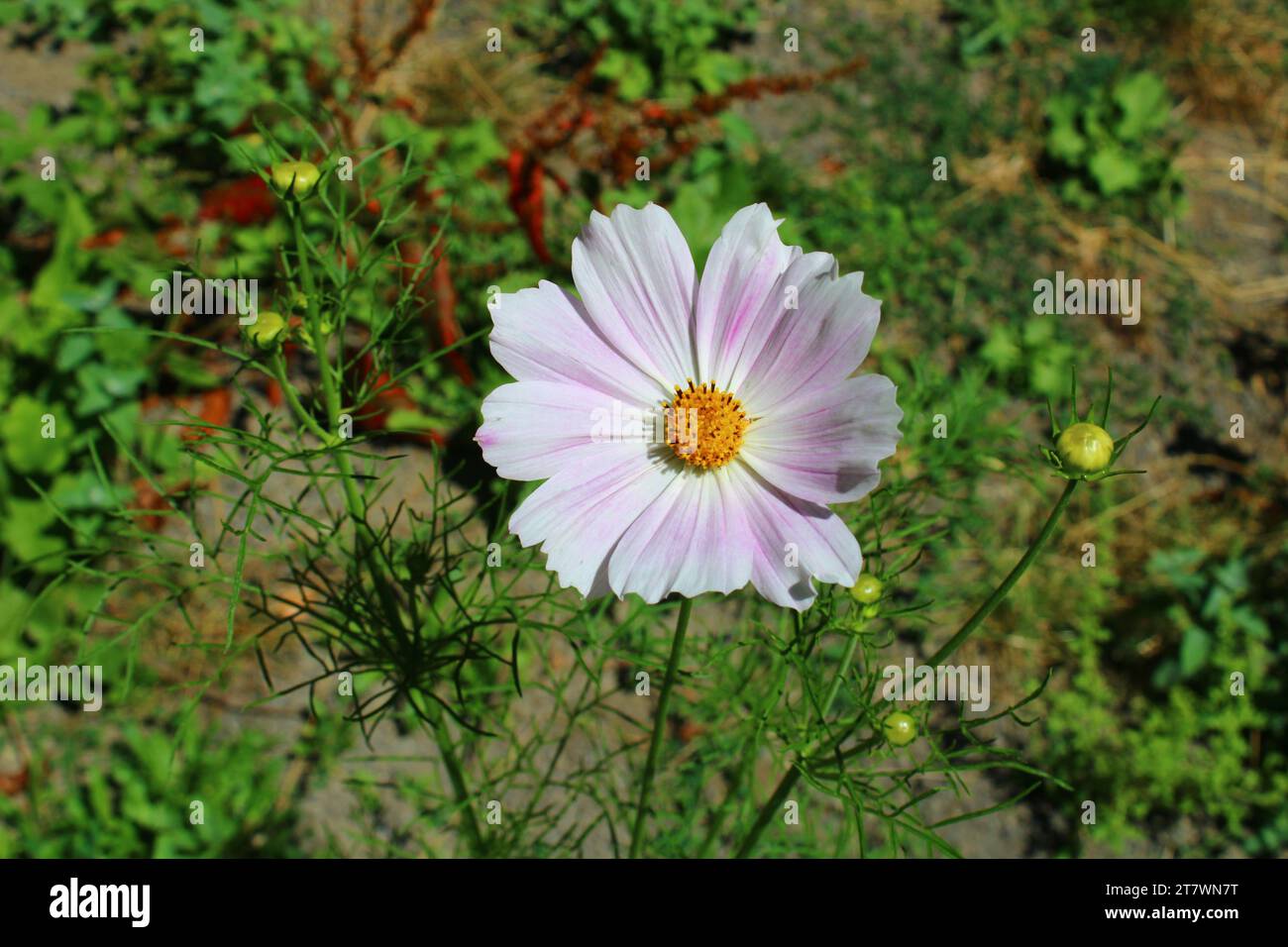 Cosmos bipinnatus commonly called garden hi-res stock photography and ...