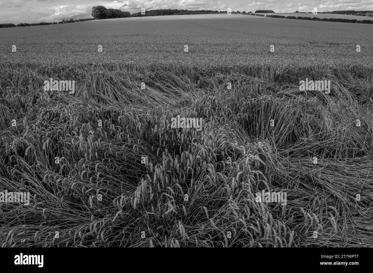 Crop damage in a field Black and White Stock Photos & Images - Alamy