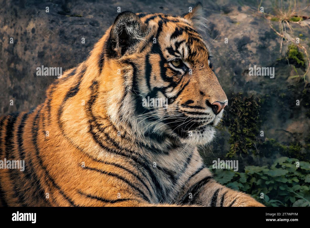 Stoic expression hi-res stock photography and images - Alamy