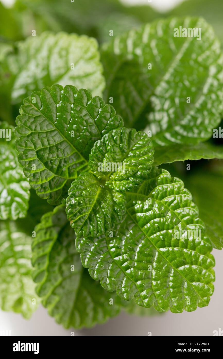 Close-up photo of pilea nummulariifolia leaves Stock Photo - Alamy