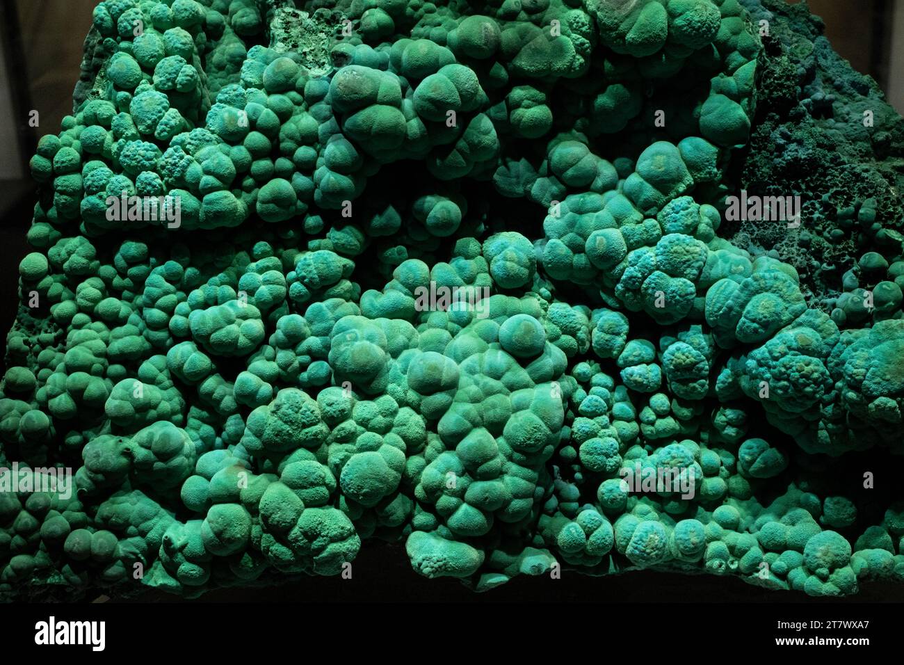 Malachite at Collector's Edge, Tucson Gem & Mineral Show, Arizona Stock ...