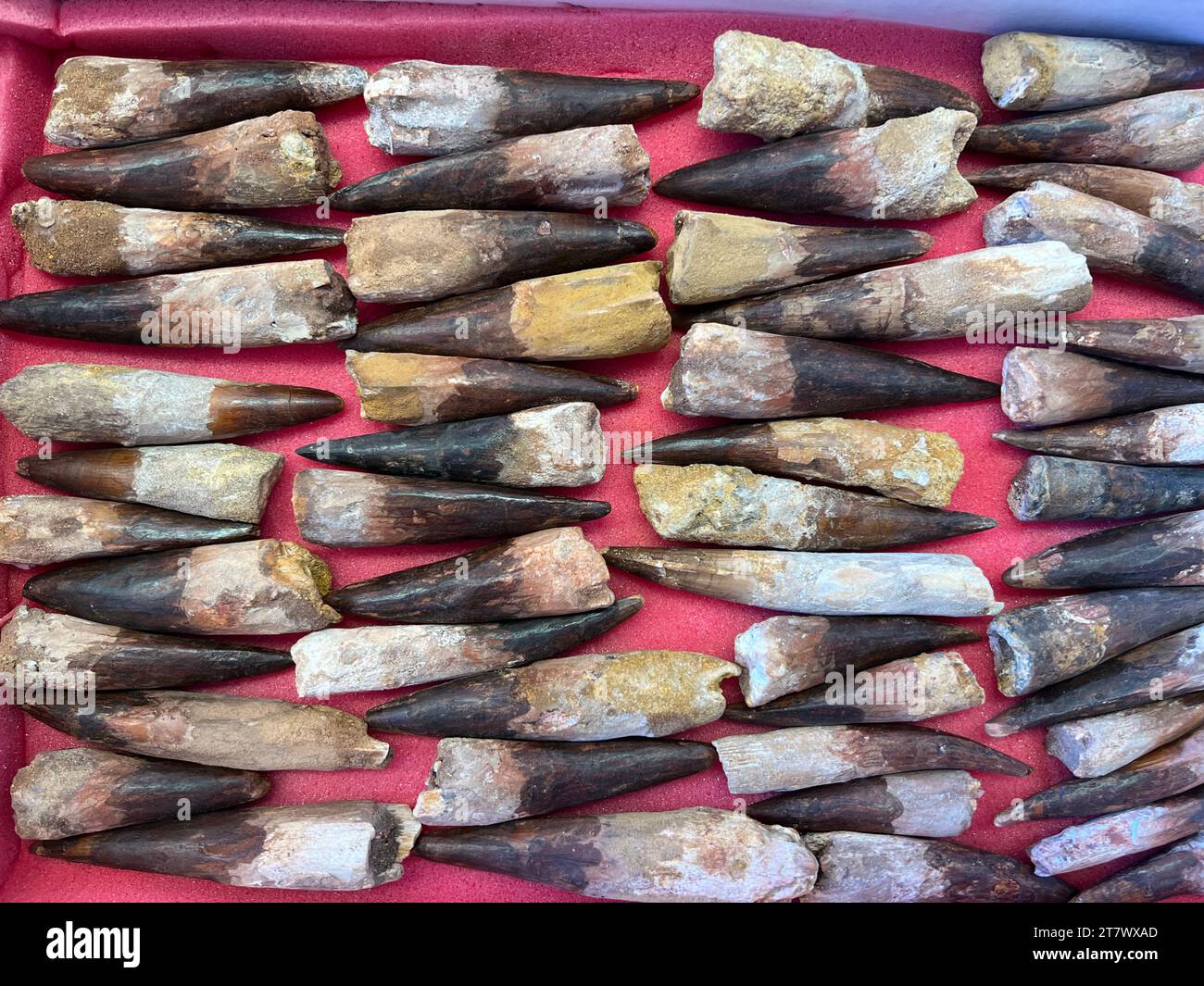 Spinosaurus teeth from Morocco, Tucson Gem & Mineral Show, Arizona ...