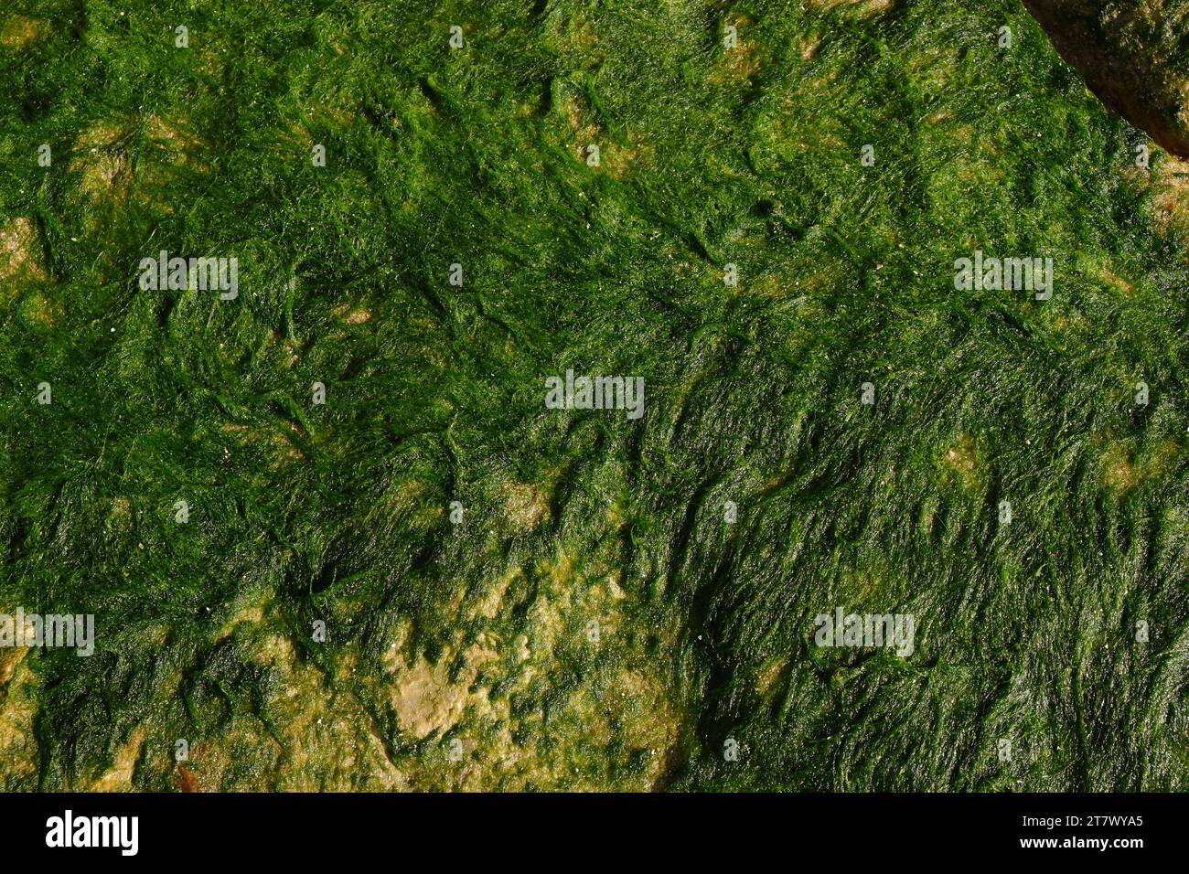 algae habitat in green colours on beach Stock Photo - Alamy