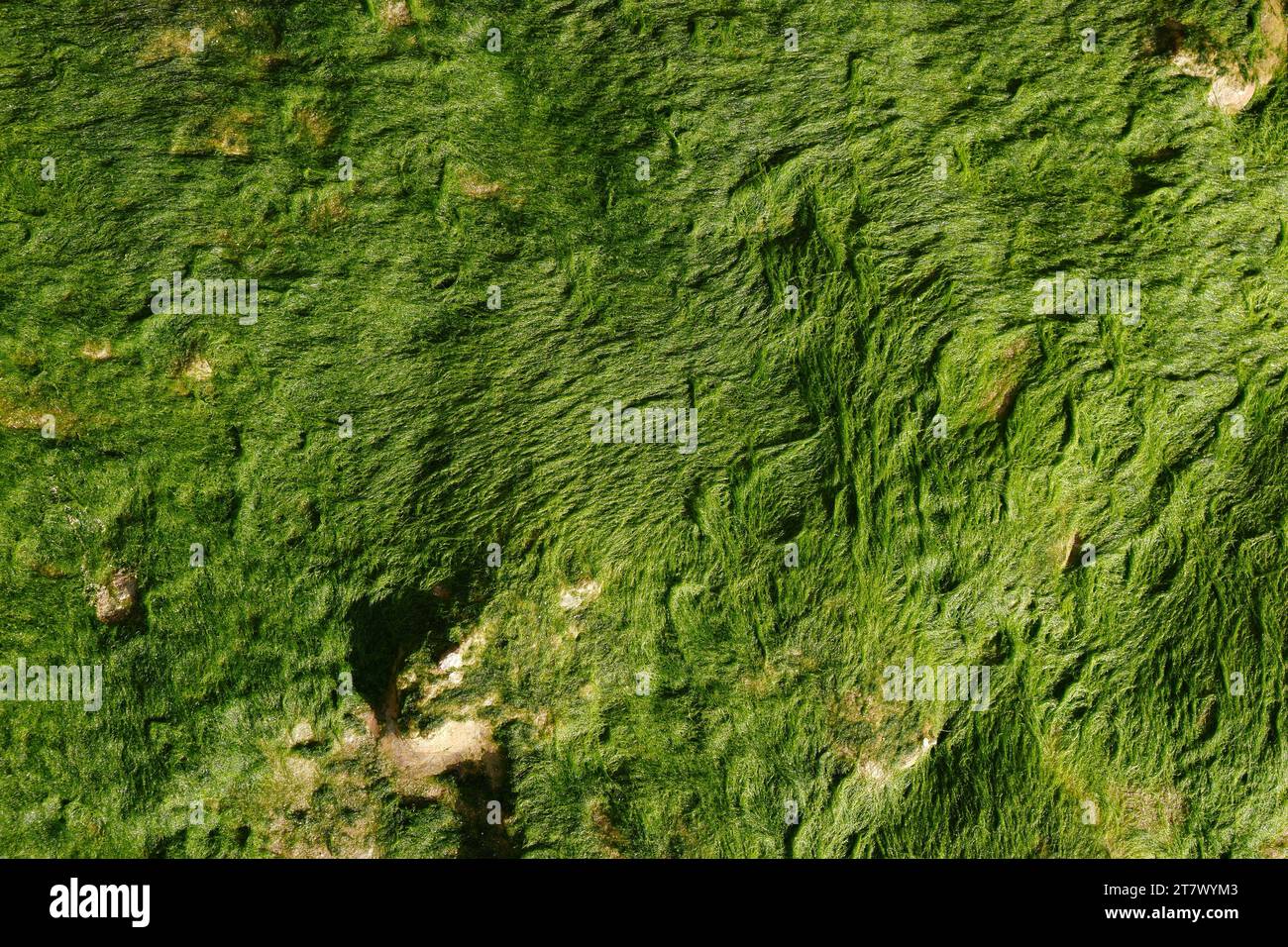 algae habitat in green colours on beach Stock Photo - Alamy