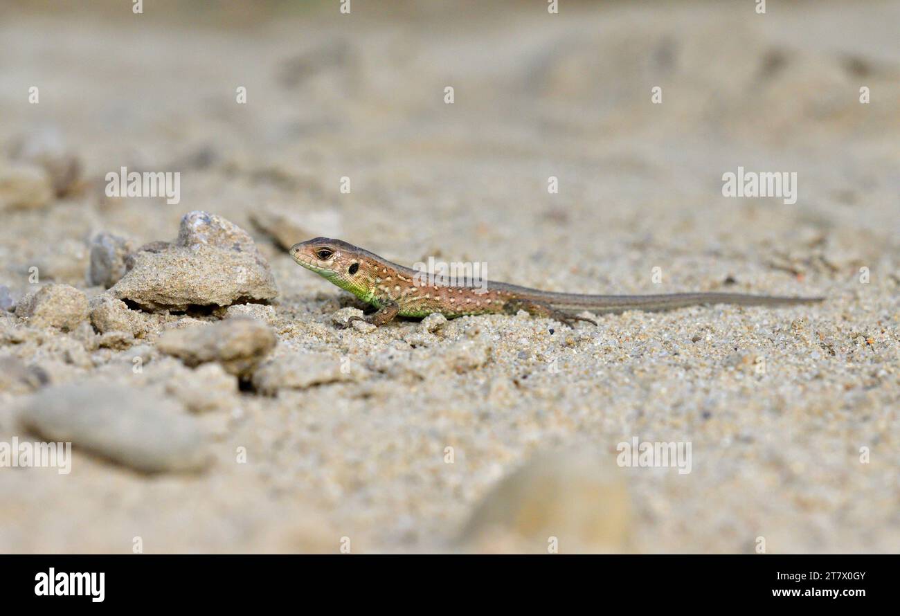 Portrait and macro photography of a sand lizard on the sand on the ...