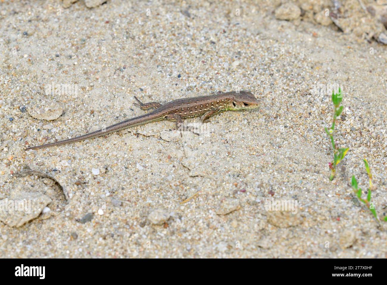 A baby of sand lizard comming from a sandy shelter on the river bank ...